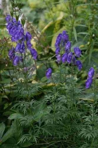 tojad mocny "(niebieski)" (łac. Aconitum napellus) kod: 2039 - Byliny ...