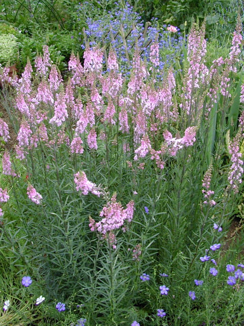 lnica purpurowa "Canon J.Went" (łac. Linaria purpurea) kod: 0498 ...