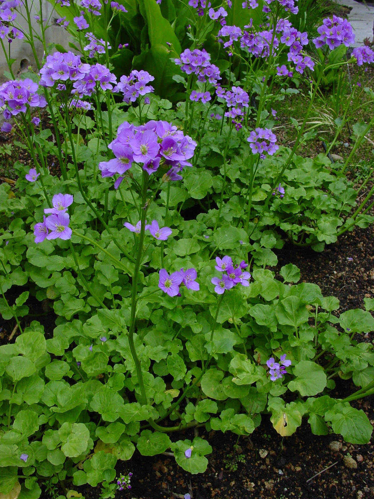 rzeżucha (łac. Cardamine raphanifolia) kod: 9138 - Byliny, Kwiaty ...